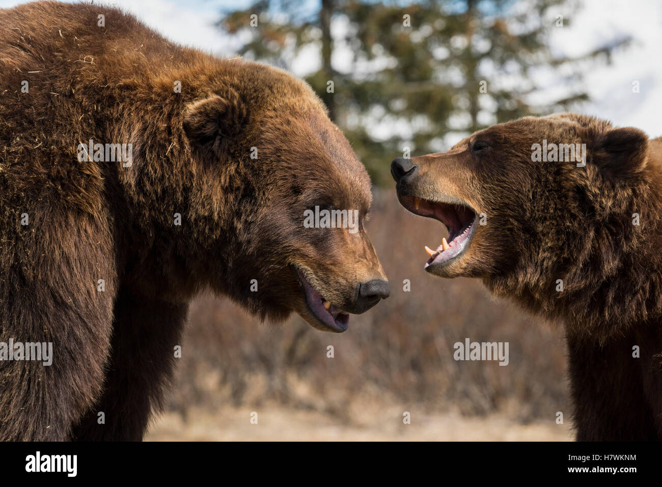 CAPTIVE: Male and female Brown bears play together, Alaska Wildlife ...