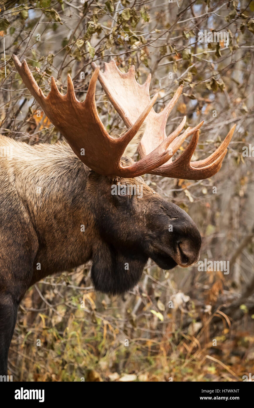 Moose close up profile view hi-res stock photography and images - Alamy
