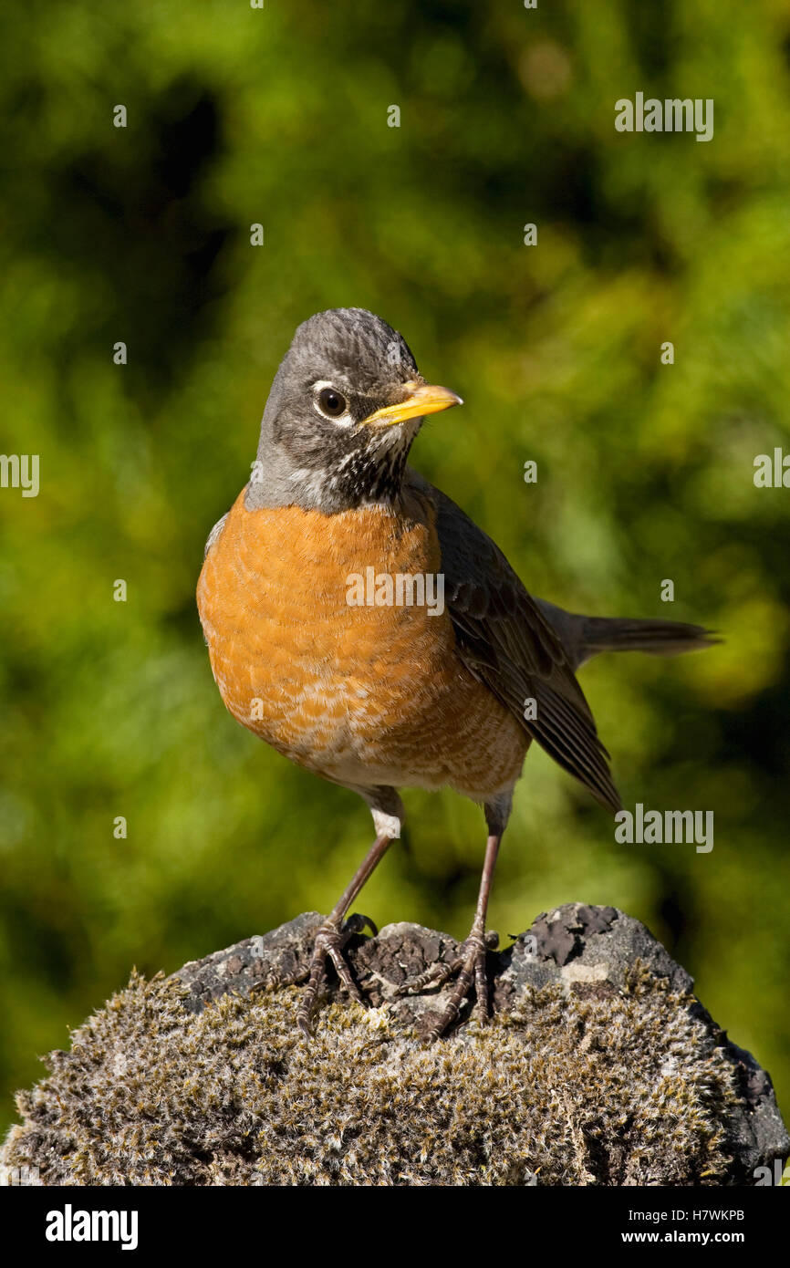 American Robin (Turdus migratorius) male, Troy, Montana Stock Photo - Alamy