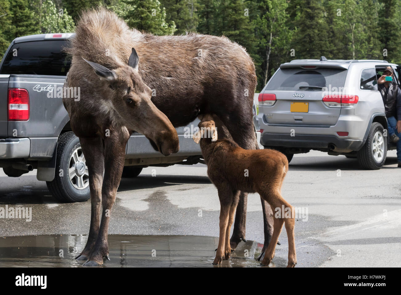 Cow moose and nursing calf stop traffic in Denali National Park ...