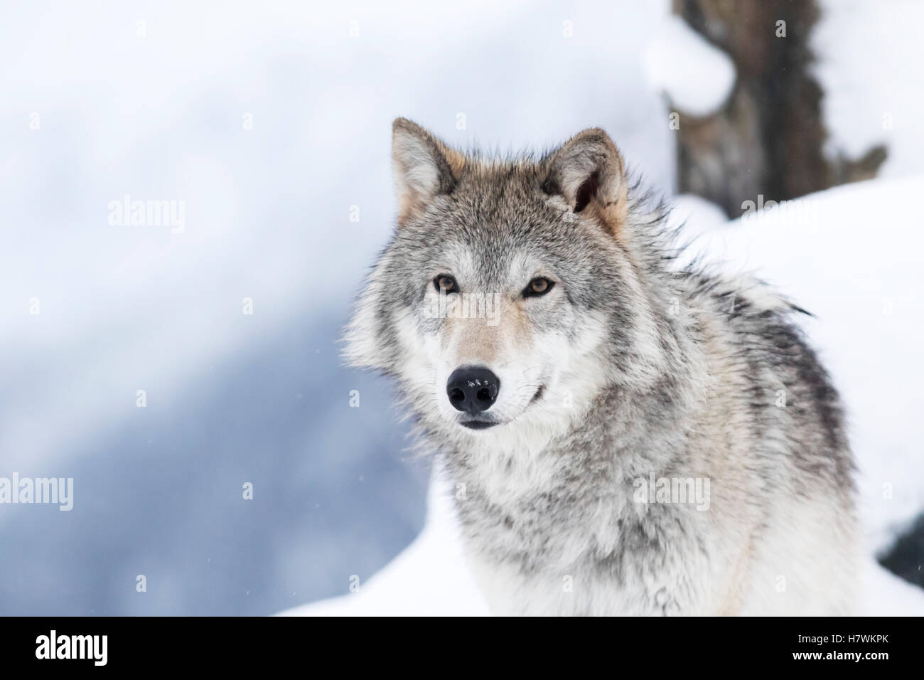 CAPTIVE: Close up of a female Tundra wolf at the Alaska Wildlife ...