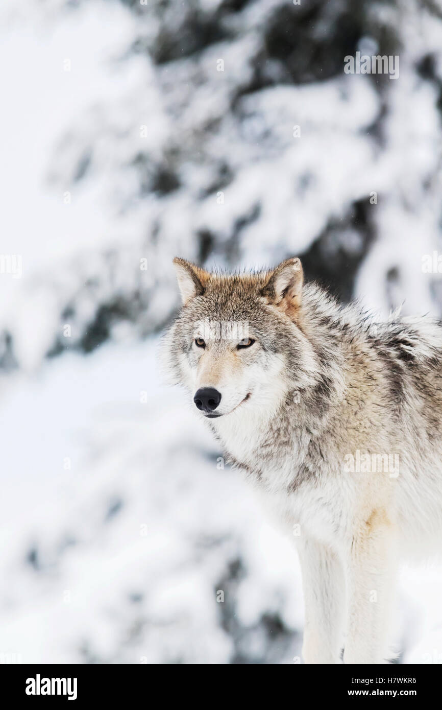 Tundra wolf hi-res stock photography and images - Alamy