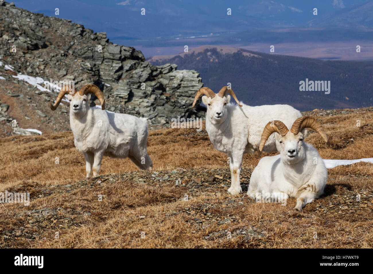 Dall Sheep rams on a hillside in spring, Denali National Park, Interior ...