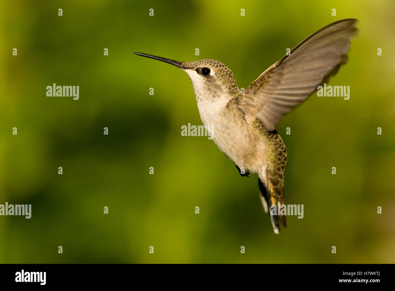 Black-chinned Hummingbird (Archilochus alexandri) female flying ...