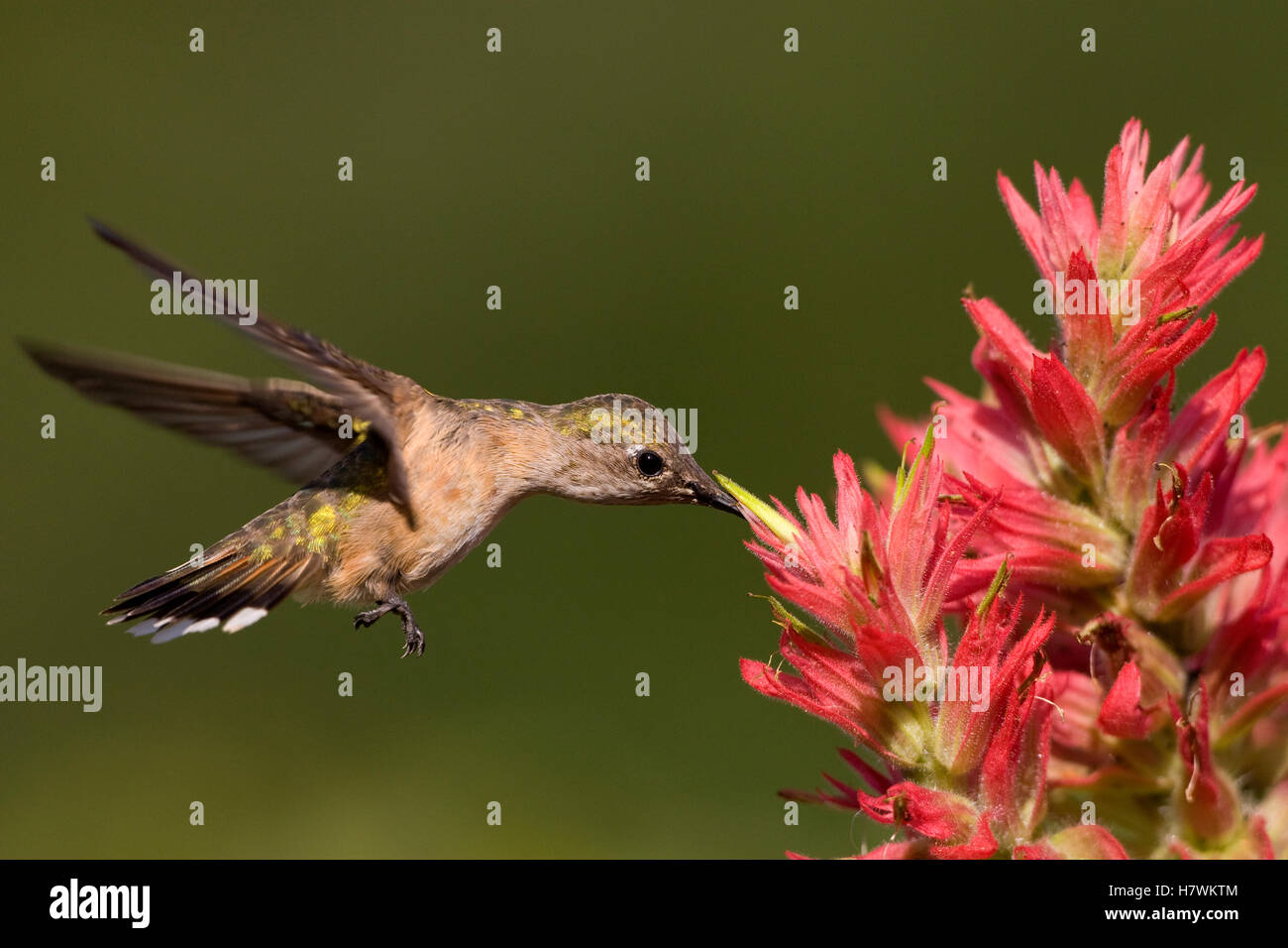 Indian hummingbird hi-res stock photography and images - Alamy