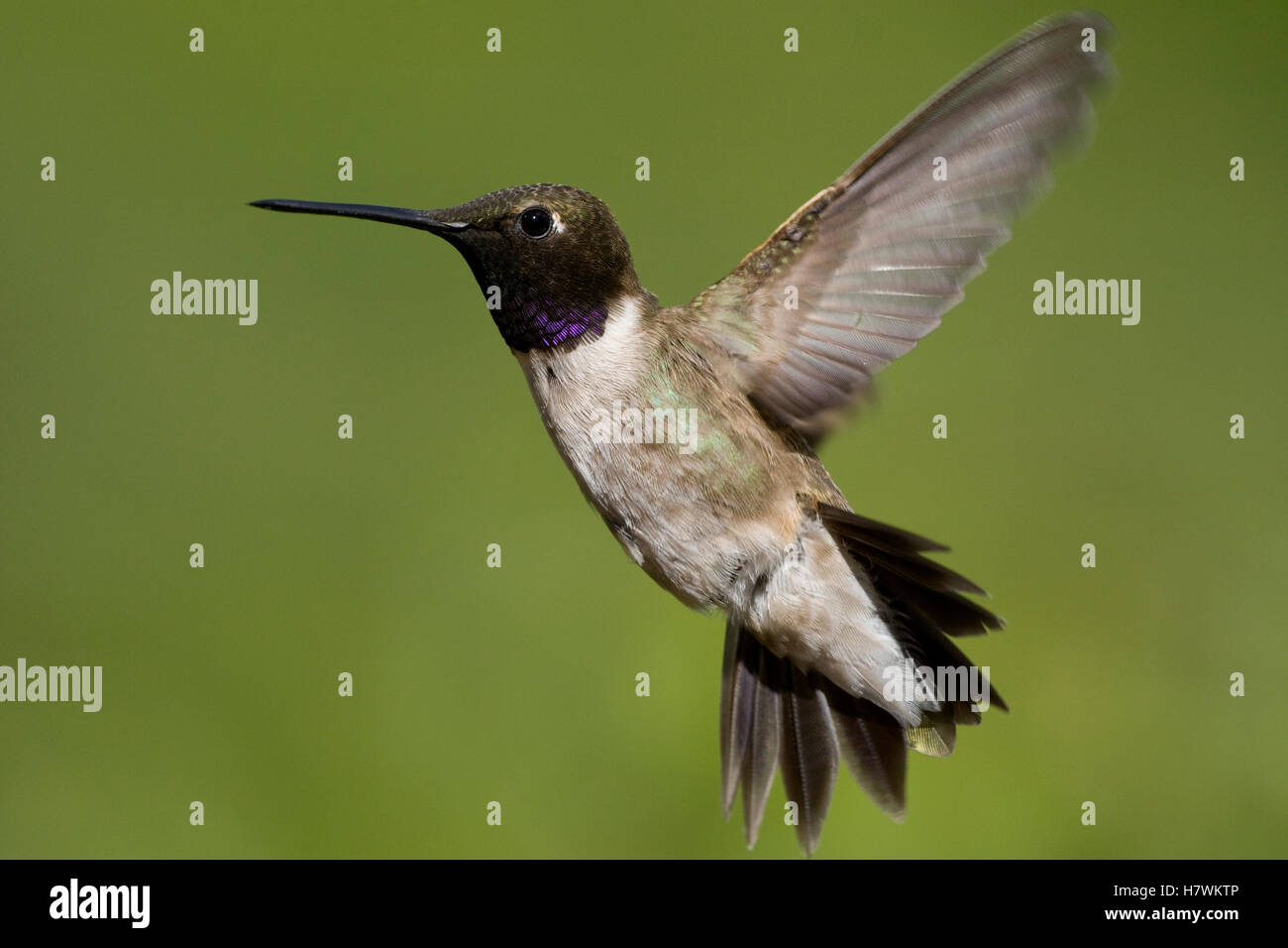 Black-chinned Hummingbird (Archilochus alexandri) male flying, western ...