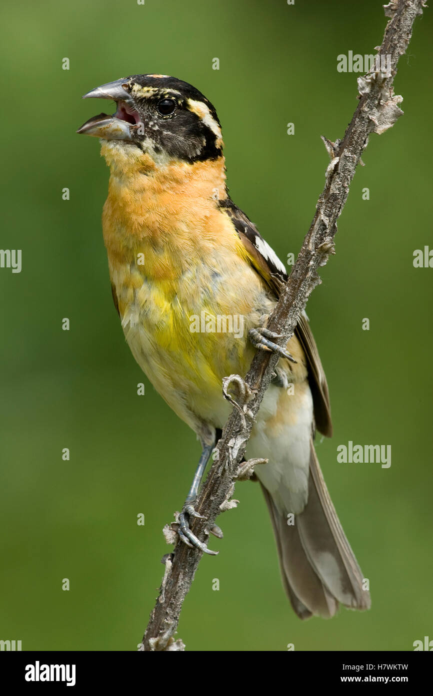 Black-headed Grosbeak (Pheucticus melanocephalus) juvenile male singing ...