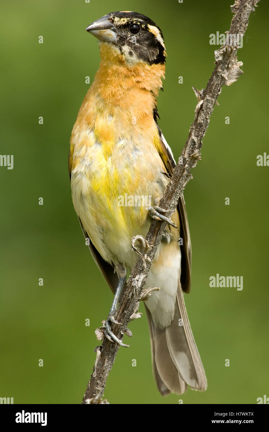 Black-headed Grosbeak (Pheucticus melanocephalus) juvenile male ...