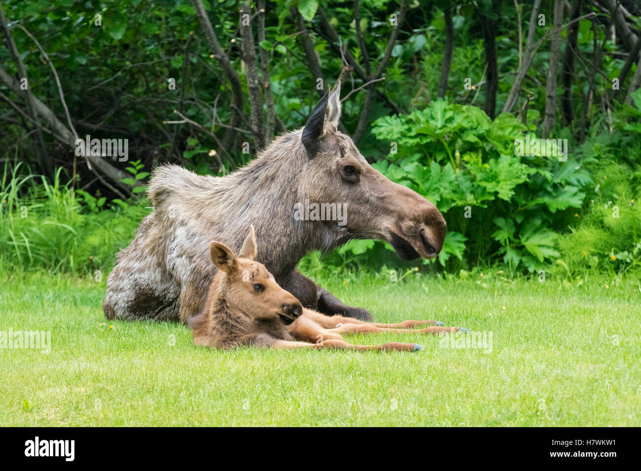 Cow moose and her calf in a backyard on the Anchorage hillside ...