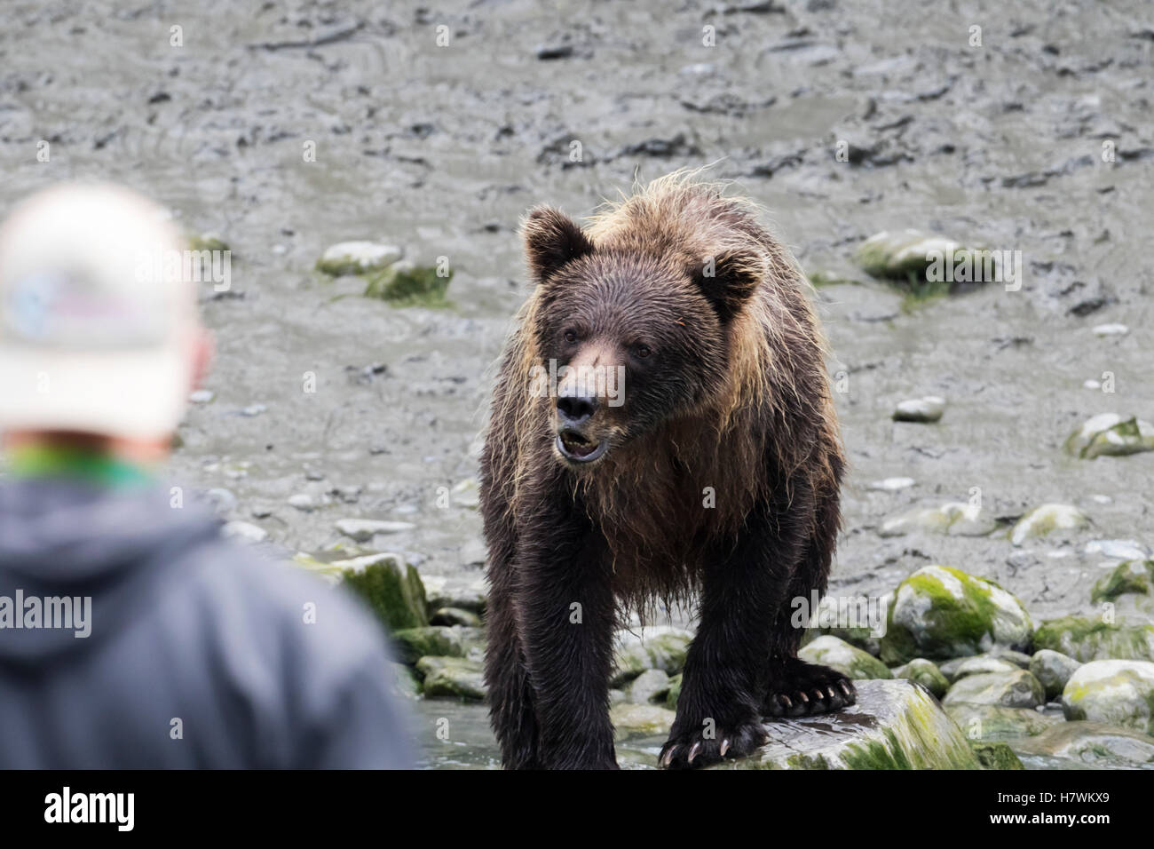 Fisherman and a young Brown Bear face off at Bird Creek, Southcentral ...