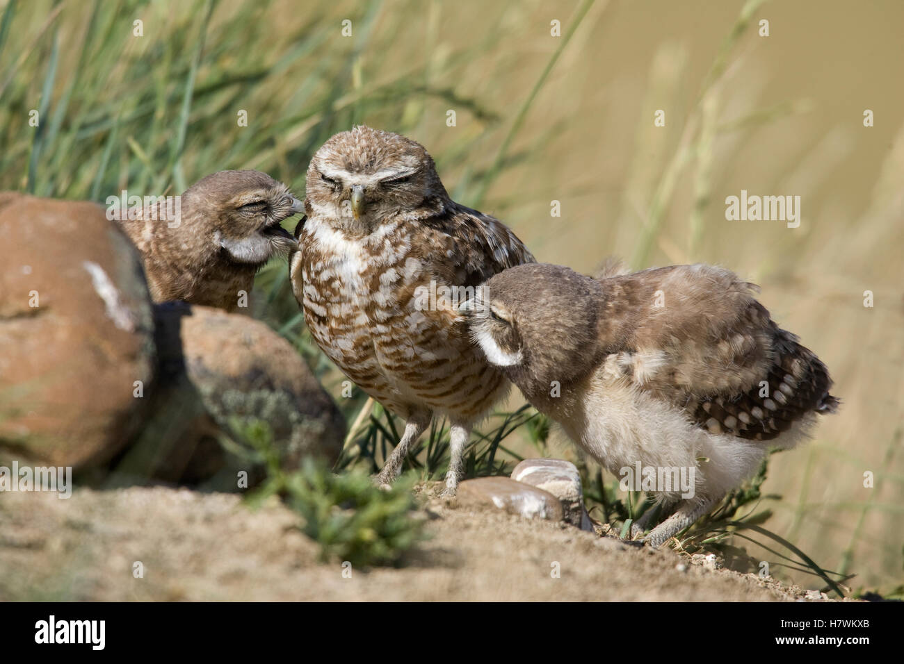 Burrowing Owl (Athene cunicularia) parent with begging owlets, central ...