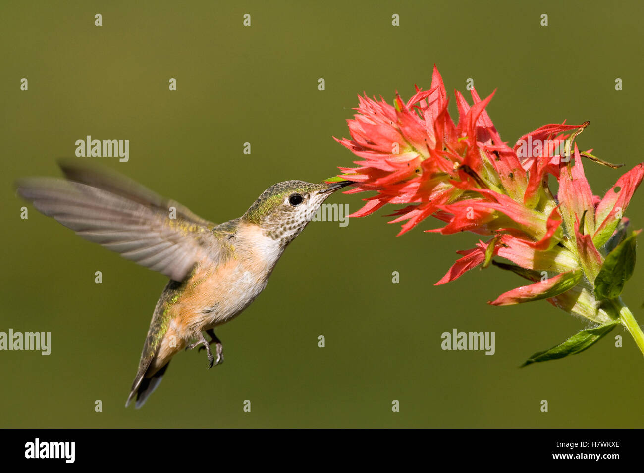 Calliope Hummingbird (Stellula calliope) female feeding on Indian ...