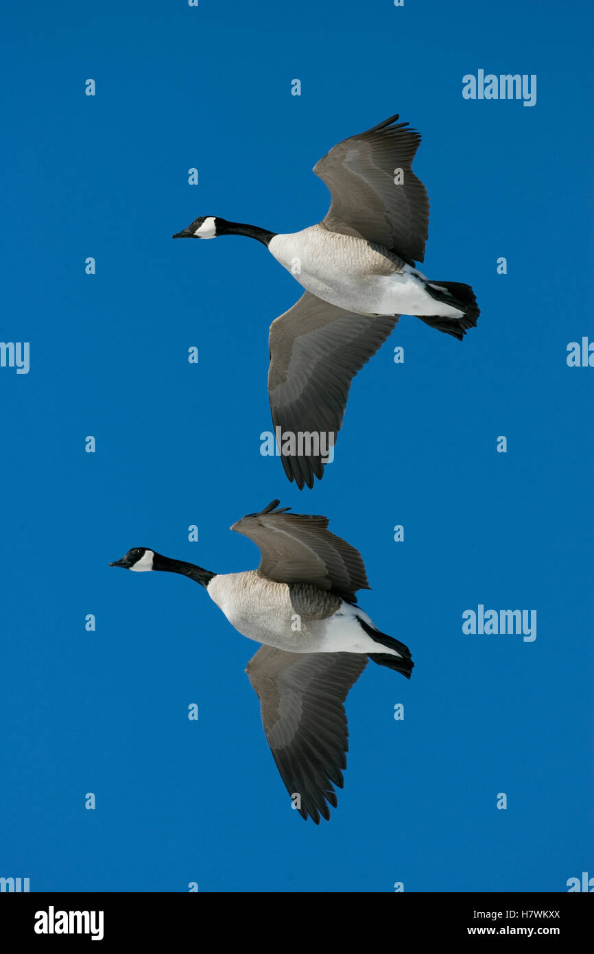 Canada Goose (Branta canadensis) pair flying, central Montana Stock ...