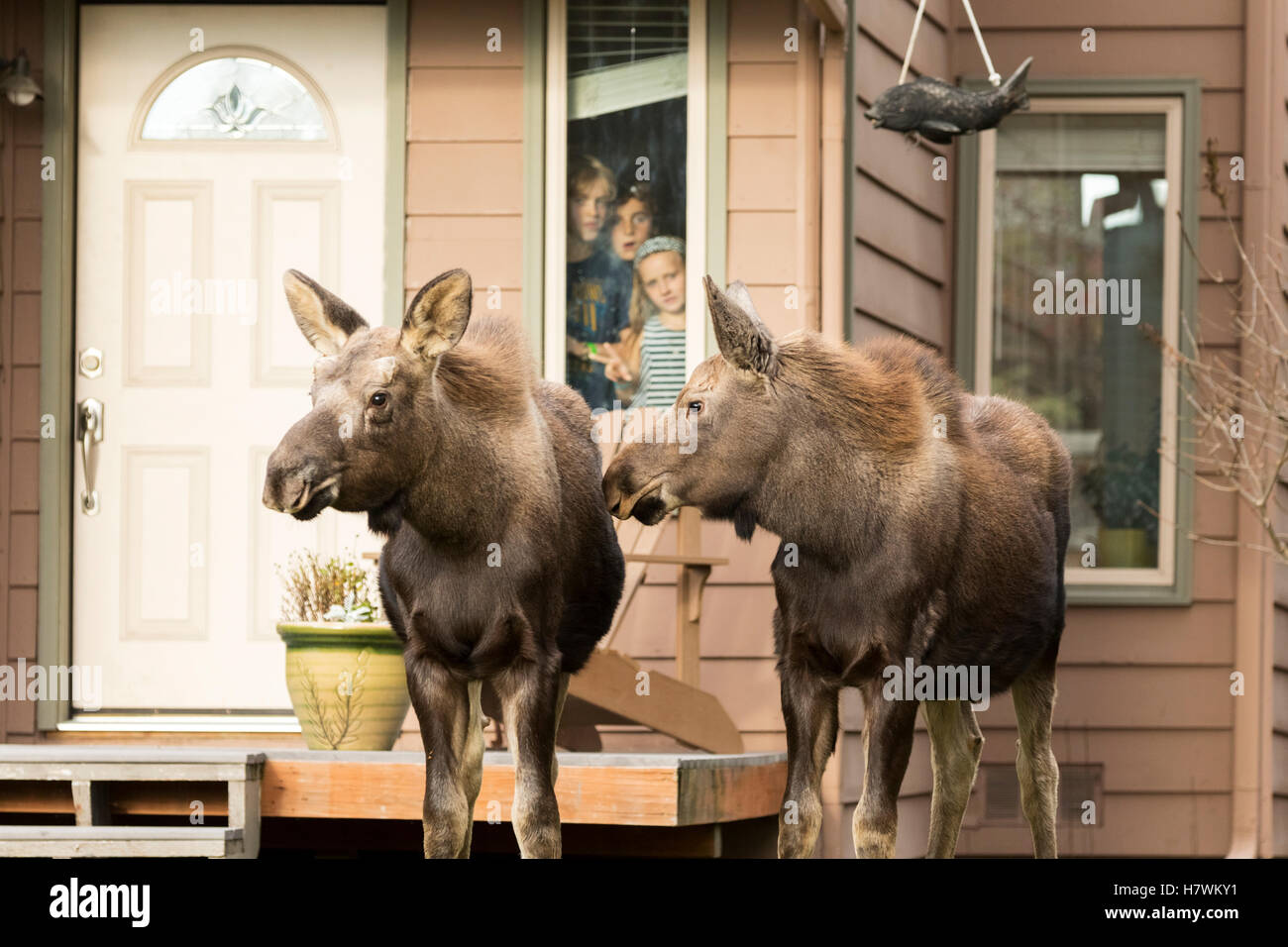 Children watch thru a window as a pair of moose calves wander by their ...
