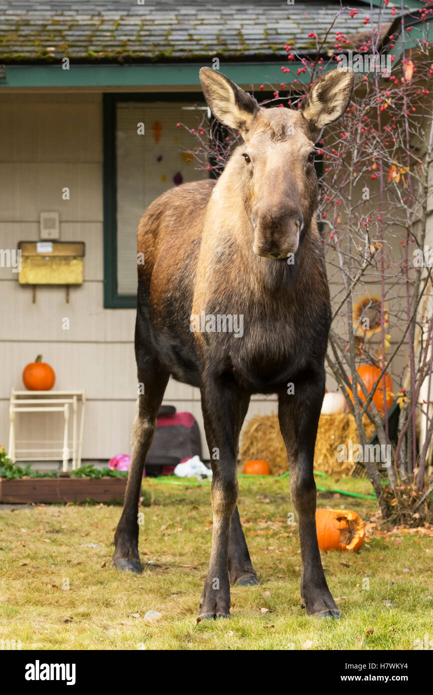 Close up of a cow moose standing in a front yard having munched on ...