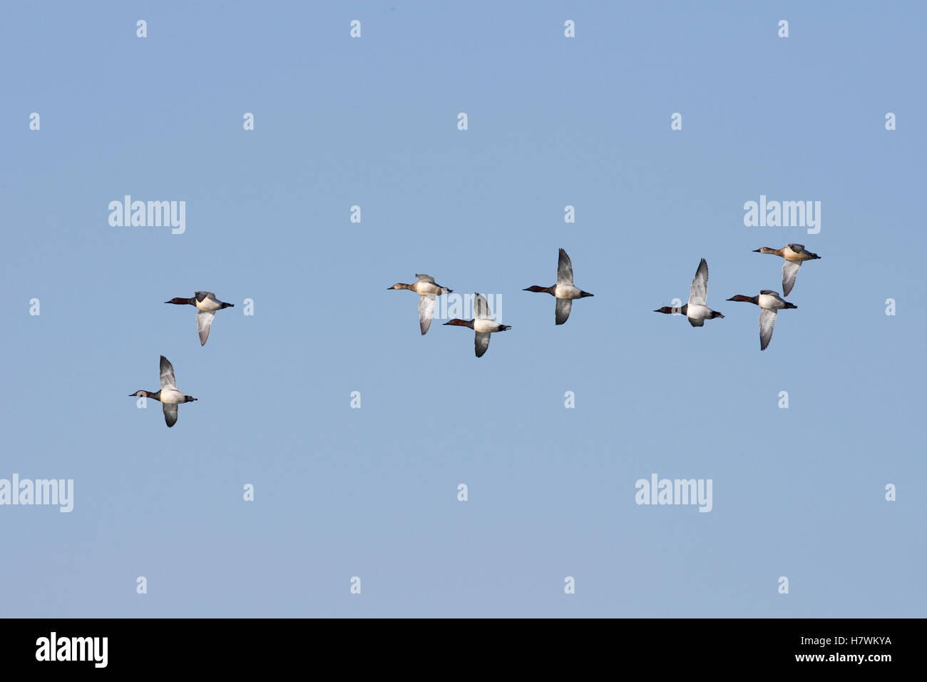 Canvasback (Aythya valisineria) flock flying during spring migration ...