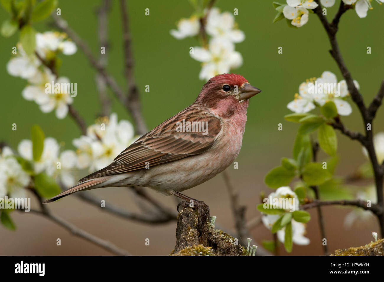 Cassin's Finch (Carpodacus cassinii) male, western Montana Stock Photo ...