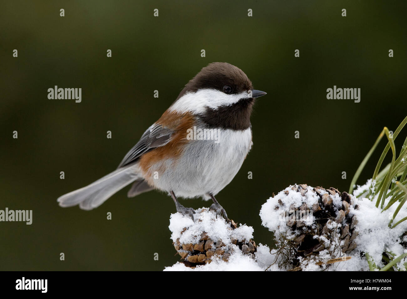 Chestnut-backed Chickadee (Poecile rufescens) on Lodgepole Pine (Larix ...