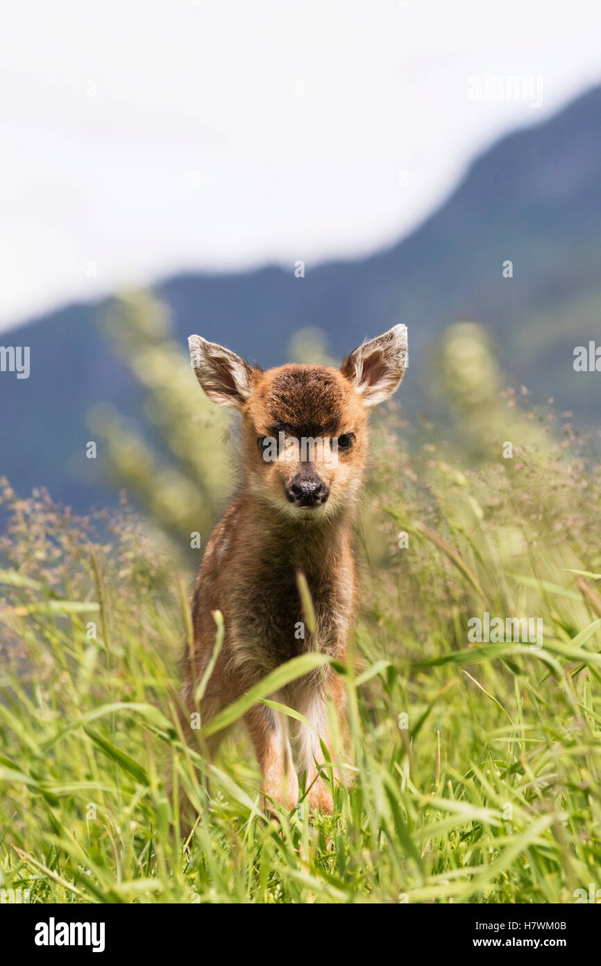 Sitka black tailed deer hi-res stock photography and images - Alamy