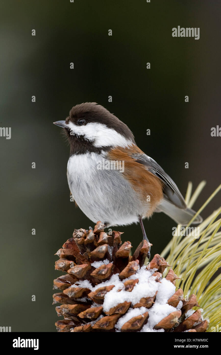 Chestnut-backed Chickadee (Poecile rufescens) on pine cone, western Montana Stock Photo - Alamy