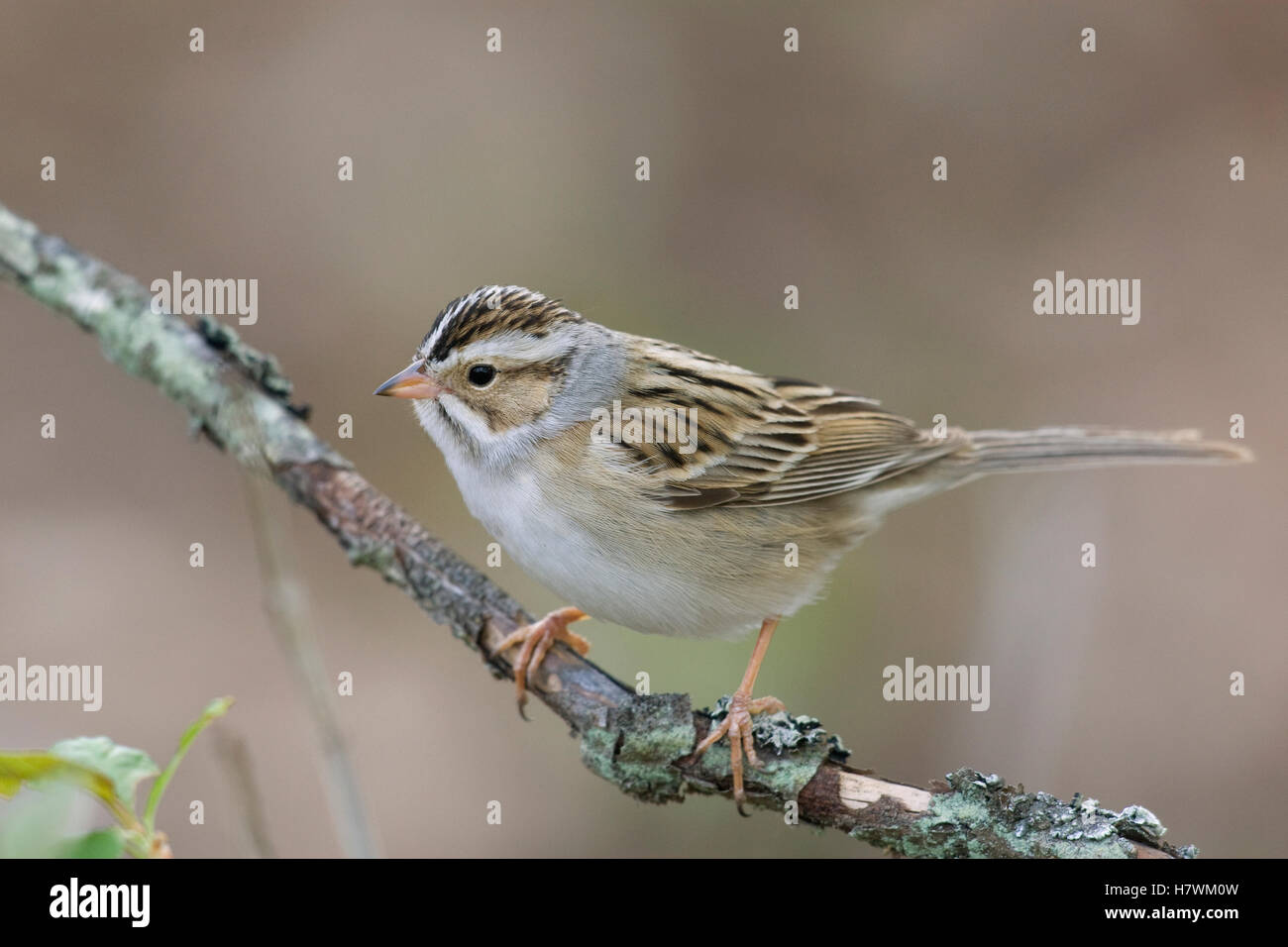 Clay-colored Sparrow (Spizella pallida), eastern Montana Stock Photo ...