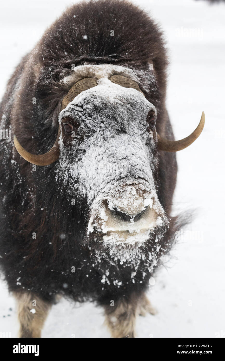 CAPTIVE: Portrait of a cow Musk ox with a frost covered face in winter ...