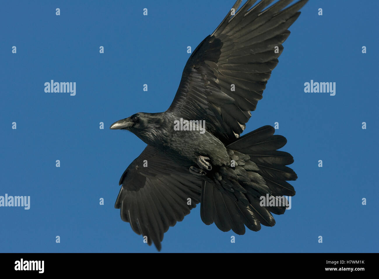 Common Raven (Corvus corax) flying, western Montana Stock Photo - Alamy