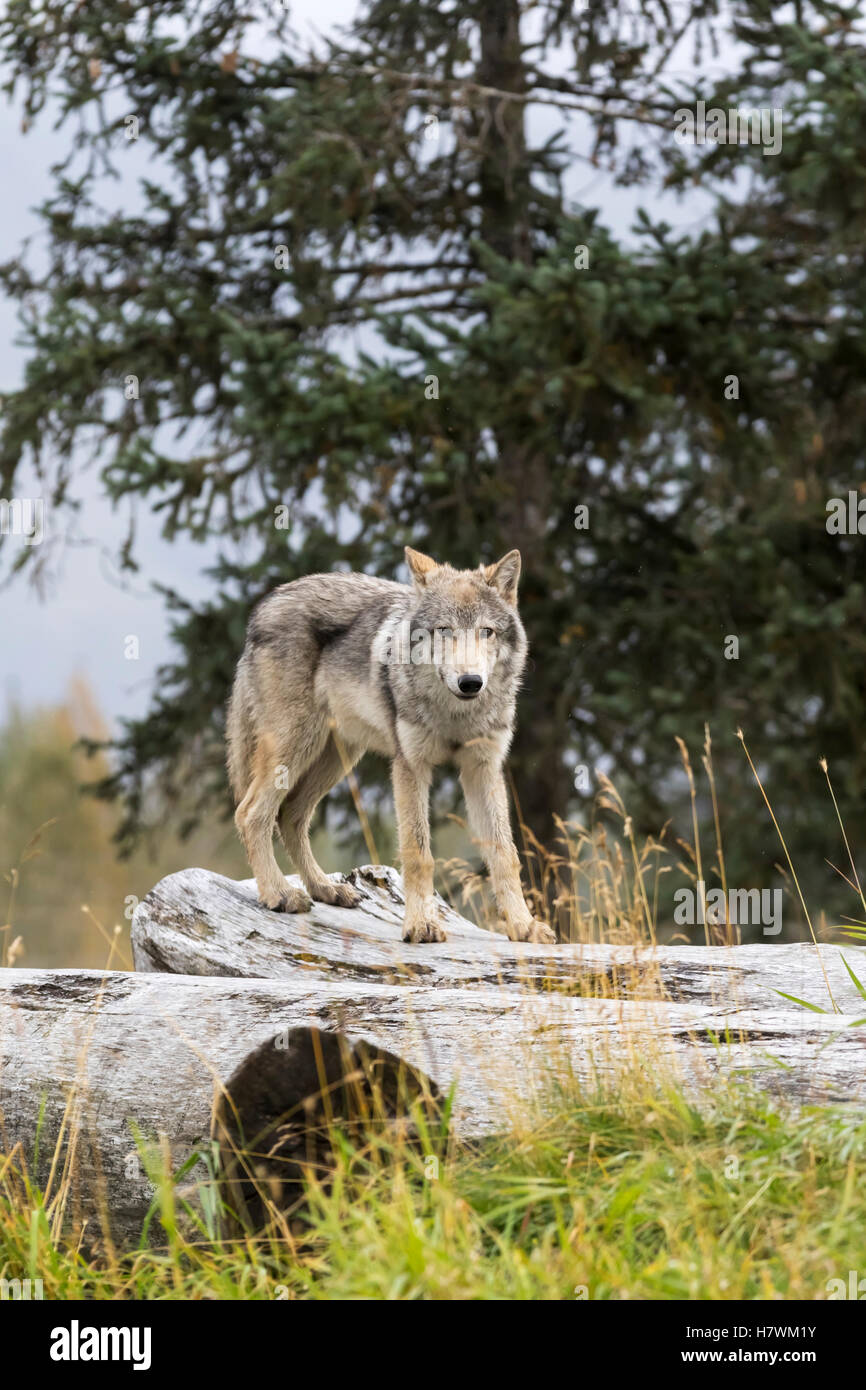 Young wolf pup on log hi-res stock photography and images - Alamy