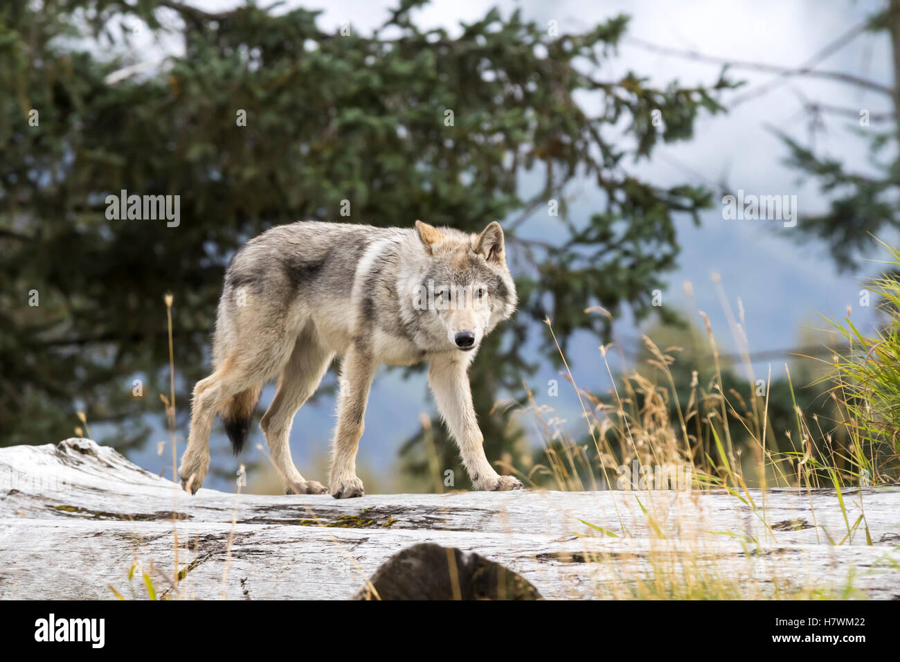 CAPTIVE: Young Gray wolf pup standing on a log, Alaska Wildlife ...