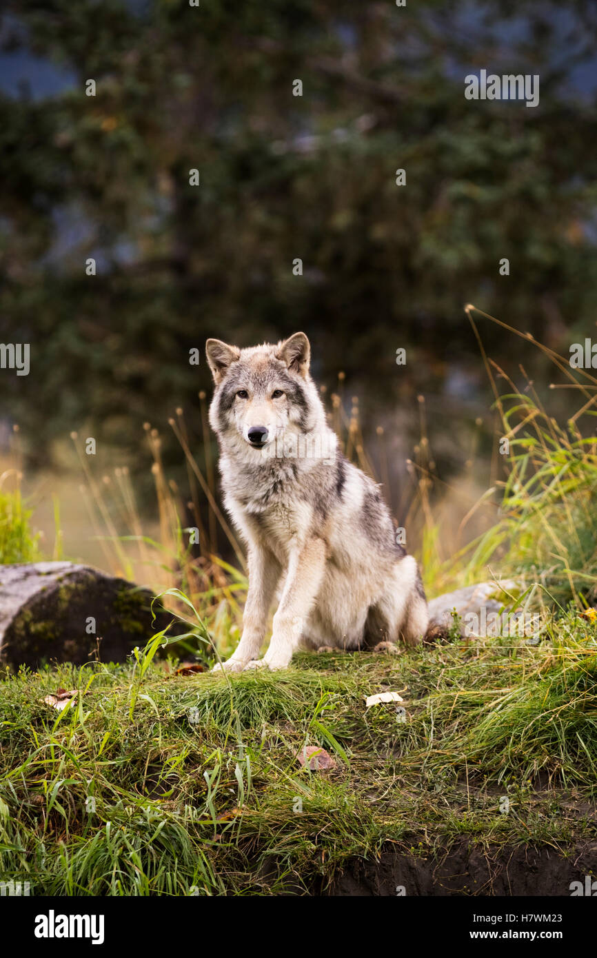 Grey wolf (Canis lupus) pup roams it's enclosure, captive at the Alaska ...