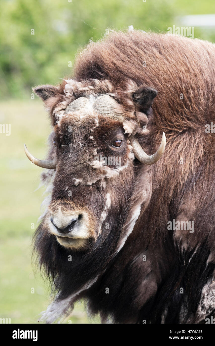 Ox outdoors hi-res stock photography and images - Alamy