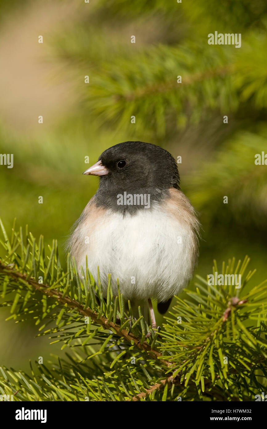 Dark-eyed Junco (Junco hyemalis), western Montana Stock Photo - Alamy