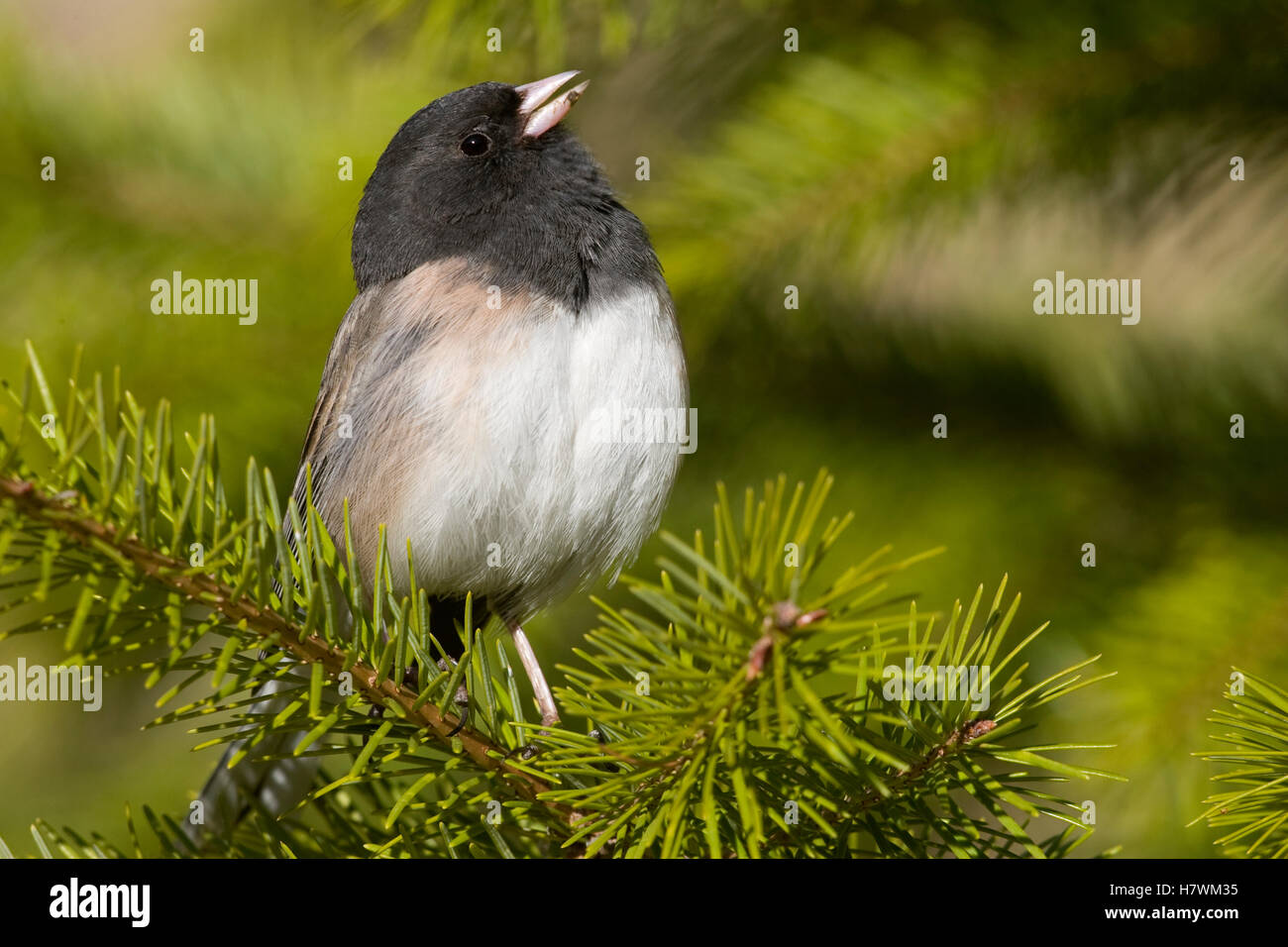 Dark-eyed Junco (Junco hyemalis) singing, western Montana Stock Photo ...