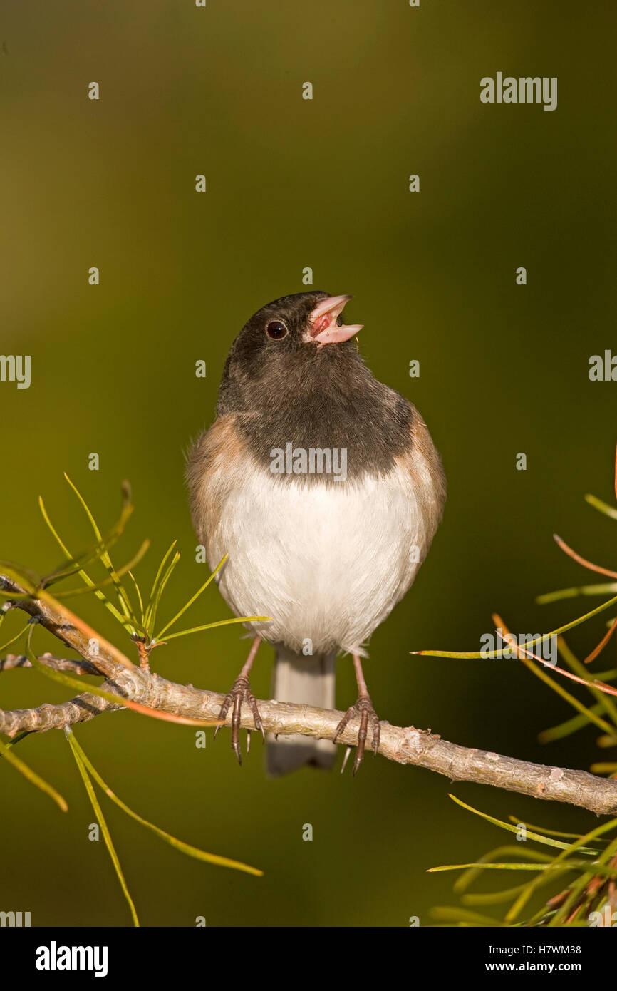 Dark-eyed Junco (Junco hyemalis) singing, western Montana Stock Photo ...
