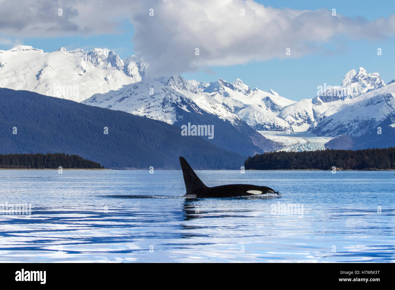 An Orca Whale (Killer Whale) (Orcinus orca) surfaces in Lynn Canal ...