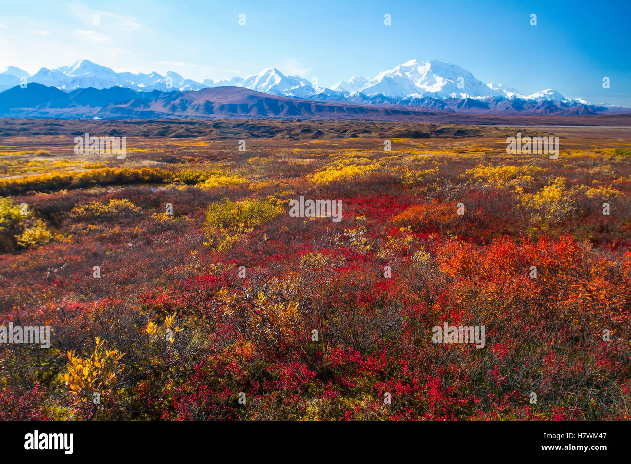 Mt mckinley and autumn foliage denali hi-res stock photography and ...