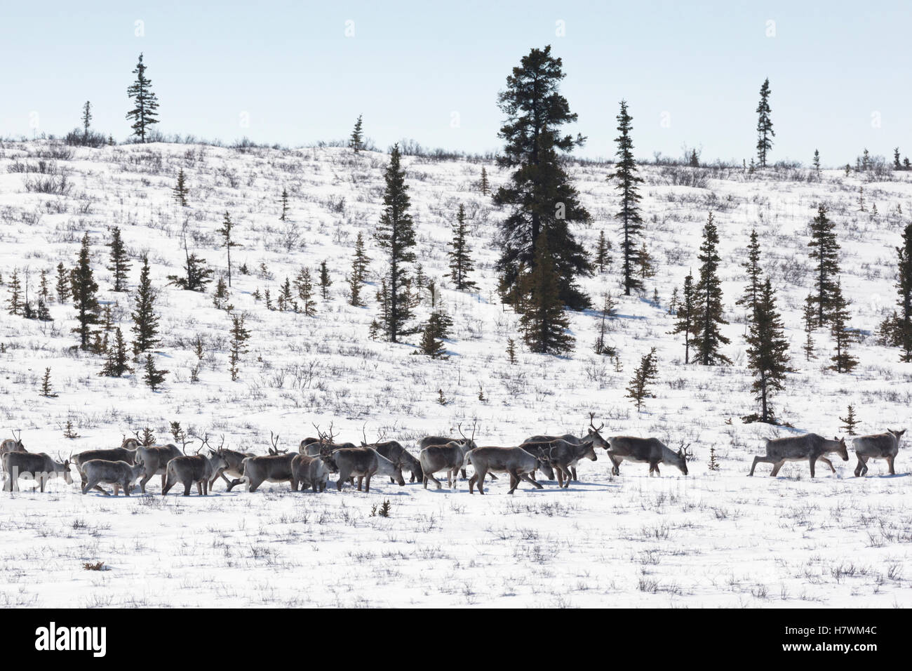 Alaska caribou winter hi-res stock photography and images - Alamy
