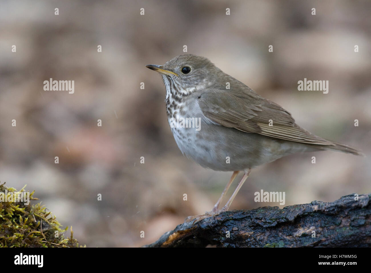 Gray-cheeked Thrush (Catharus minimus), eastern Montana Stock Photo - Alamy