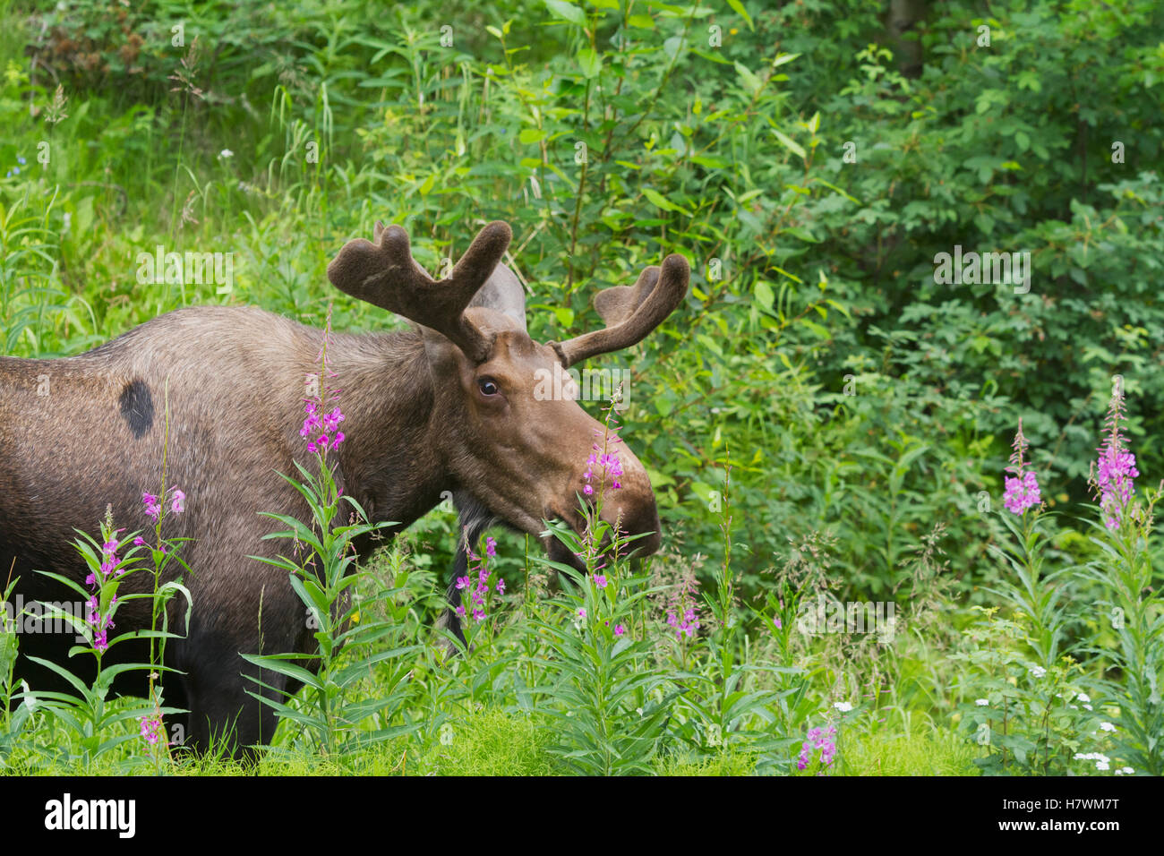 Bull moose side profile hi-res stock photography and images - Alamy