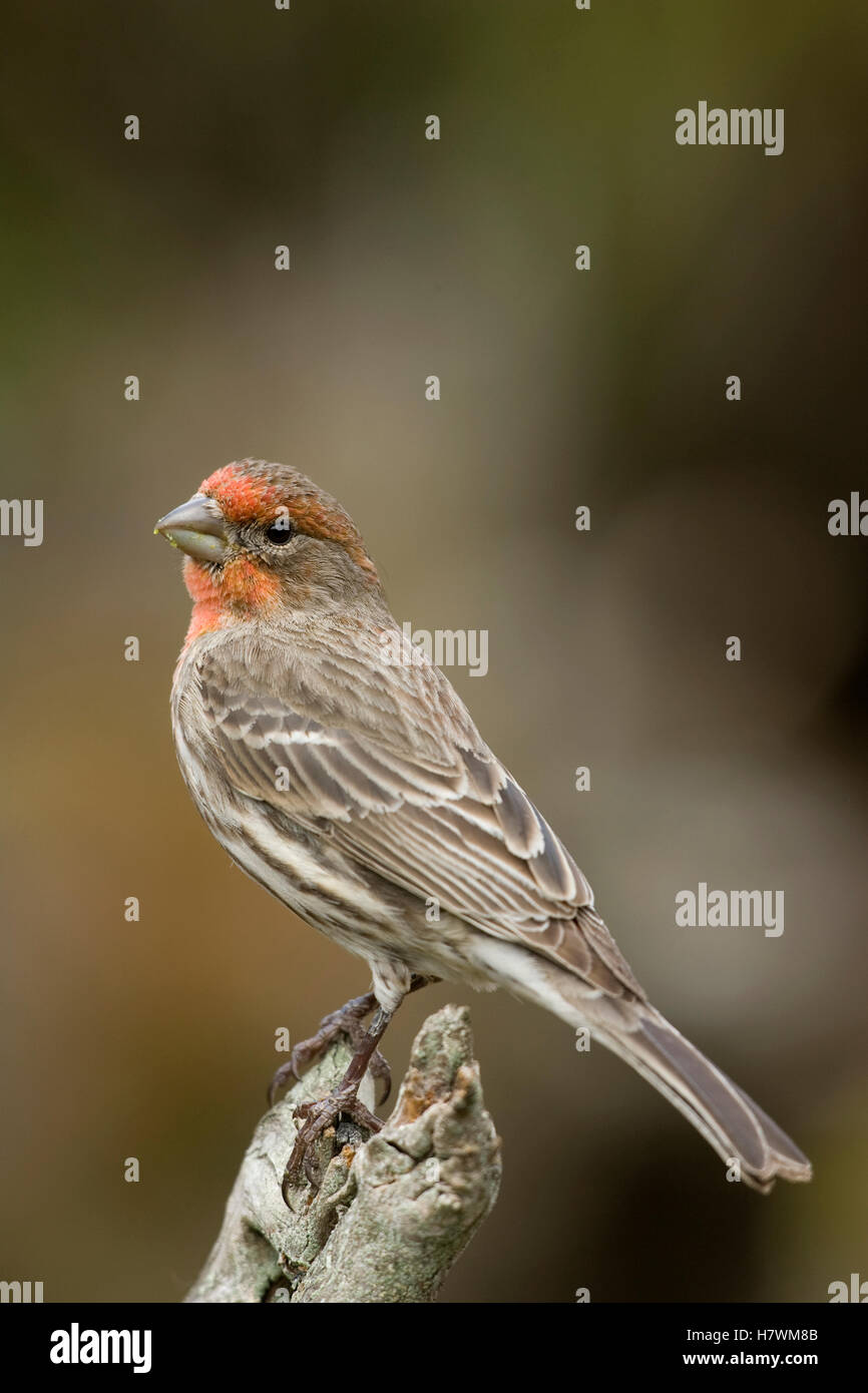House Finch (Carpodacus mexicanus) male, western Montana Stock Photo ...