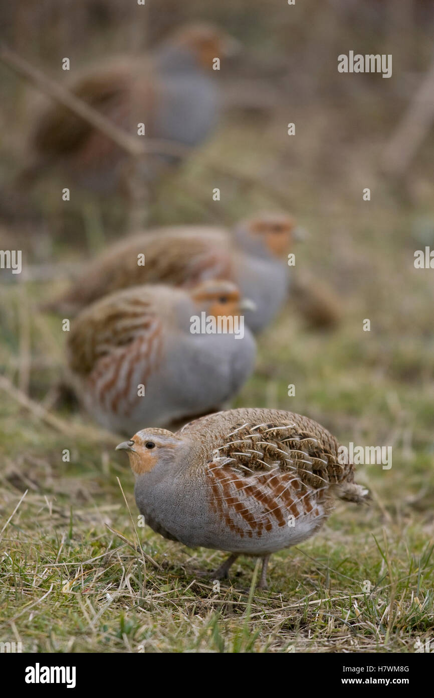 European Partridge (Perdix perdix) group, western Montana Stock Photo ...