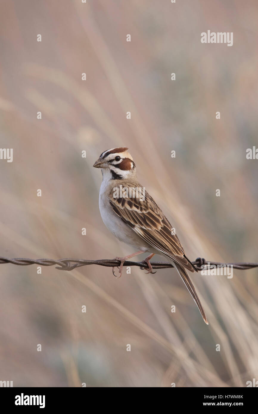 Lark Sparrow (Chondestes grammacus) sitting on barbed wire fence ...