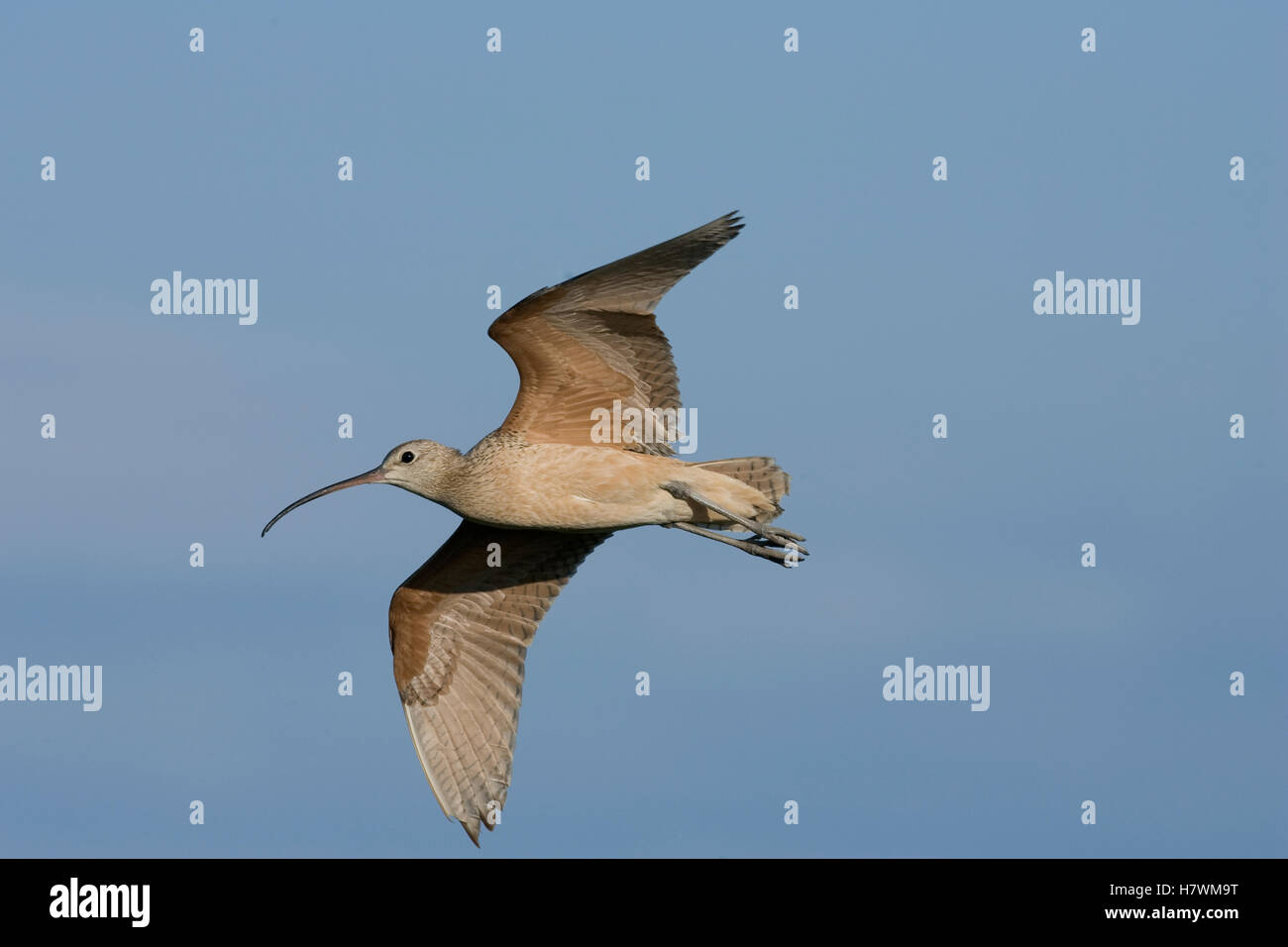 Long-billed Curlew (Numenius americanus) flying, eastern Montana Stock ...