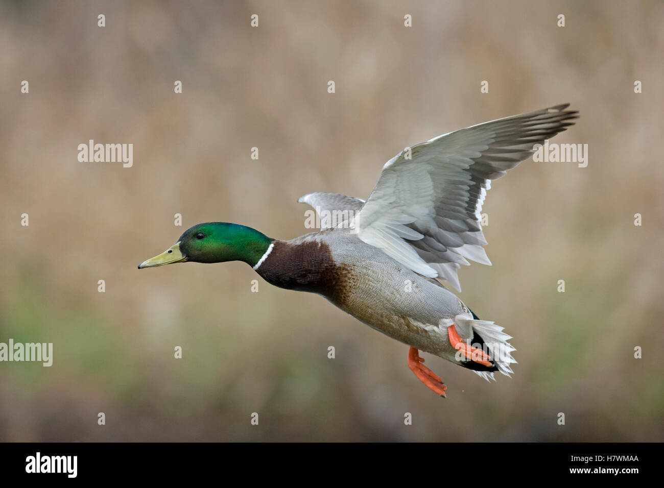 Mallard (Anas platyrhynchos) male flying, western Montana Stock Photo ...