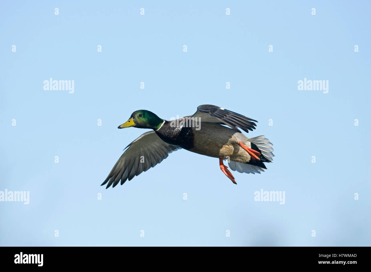 Mallard (Anas platyrhynchos) male flying, western Montana Stock Photo ...