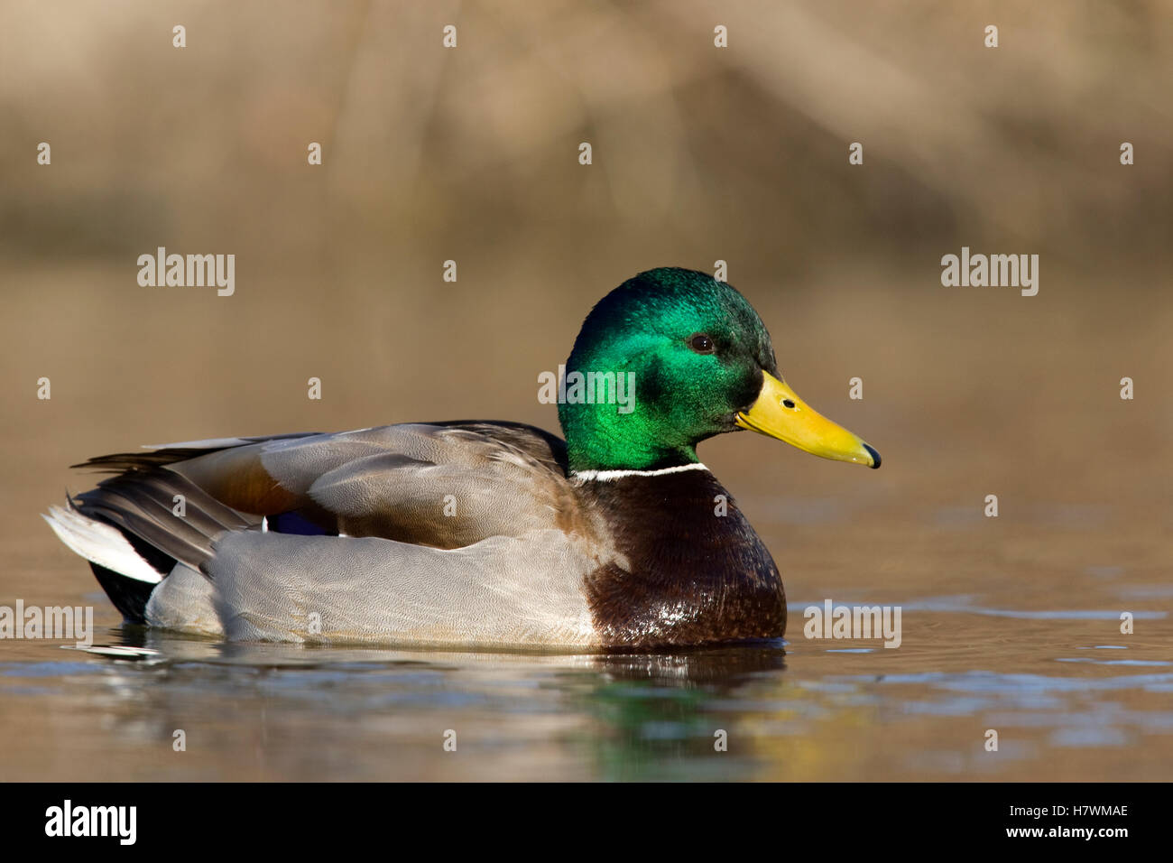Mallard (Anas platyrhynchos) male, western Montana Stock Photo - Alamy