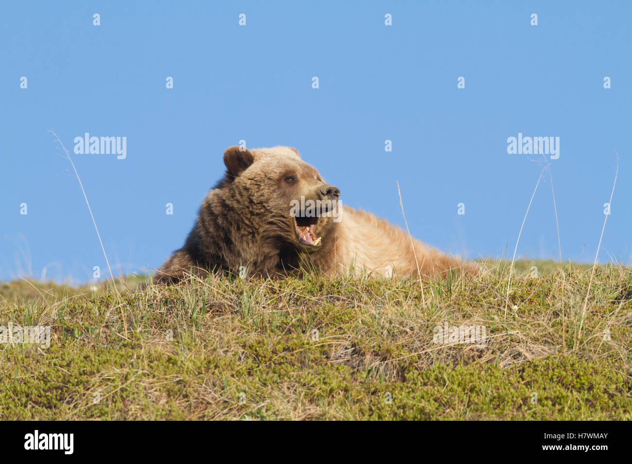 Grizzly bear yawning and resting near the park road in summer, Denali ...