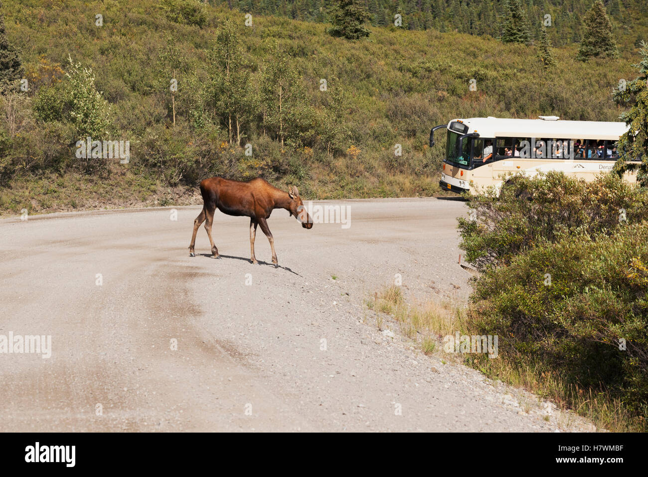 A cow moose crosses the park road in front of a tour bus, Denali ...