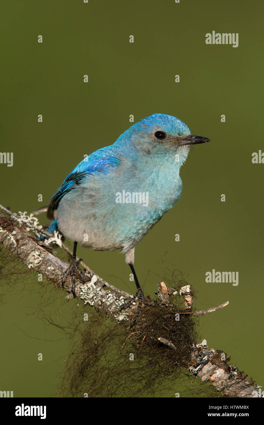 Mountain Bluebird (Sialia currucoides) male, western Montana Stock ...