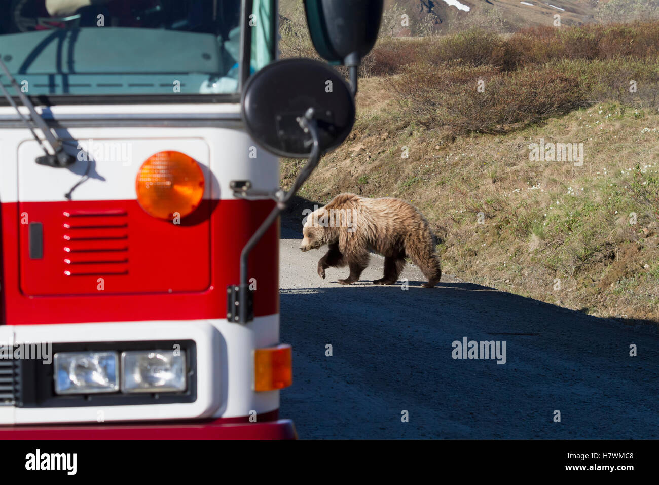 Grizzly bear crossing the park road behind a tour bus, Denali National ...
